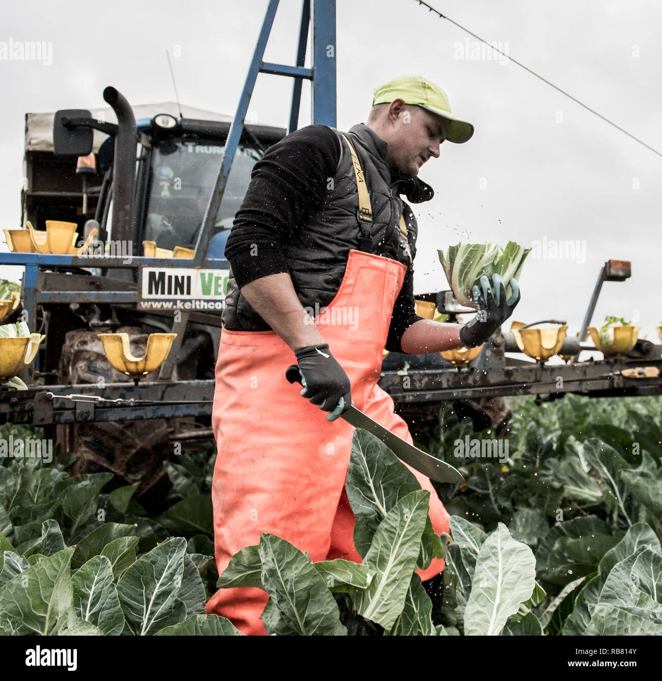 Eastern European farm workers in picking cauliflower in Corwall UK ...