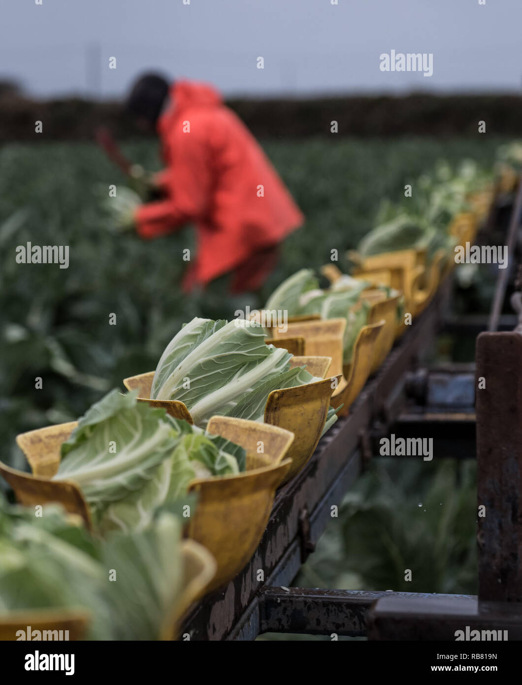 Eastern European farm workers in picking cauliflower in Corwall UK ...