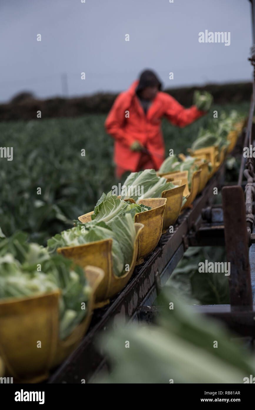 Eastern European farm workers in picking cauliflower in Corwall UK ...
