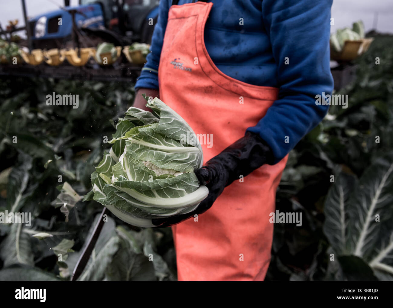 Eastern European farm workers in the UK Stock Photo - Alamy