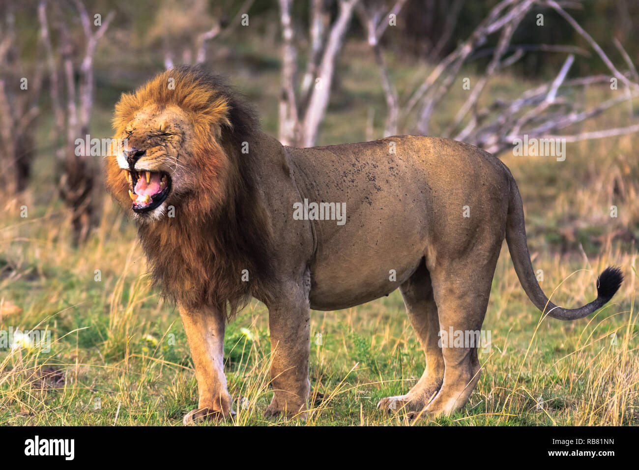 A huge lion in the savannah. The owner of the savannah. Kenya, Africa ...