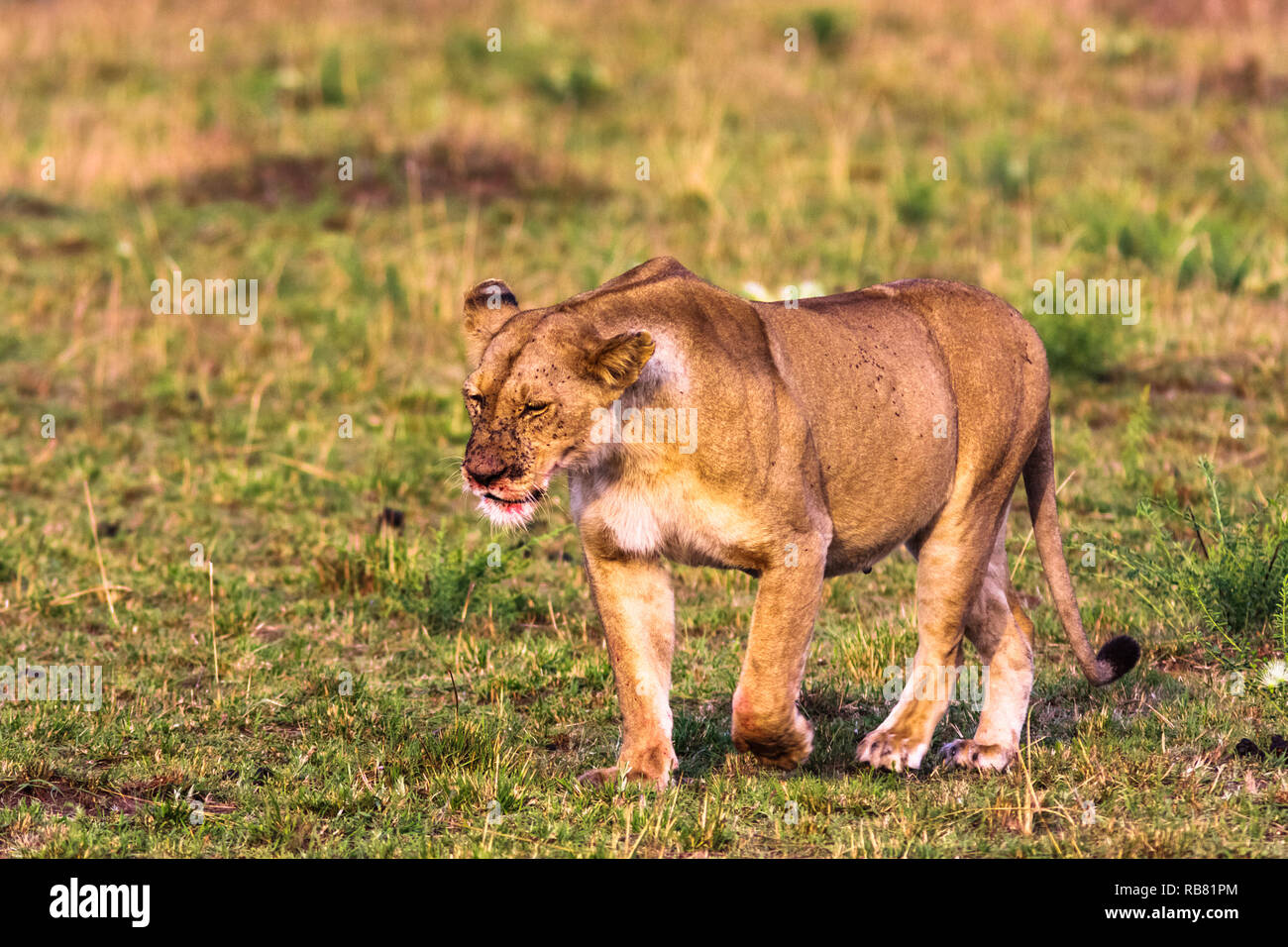 Lioness in the savannah hi-res stock photography and images - Alamy