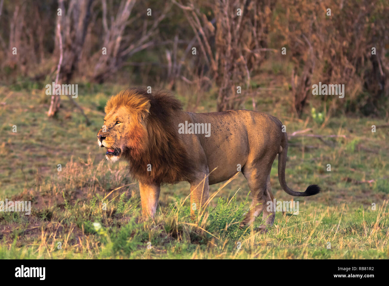 Muscular beast beasts hi-res stock photography and images - Alamy