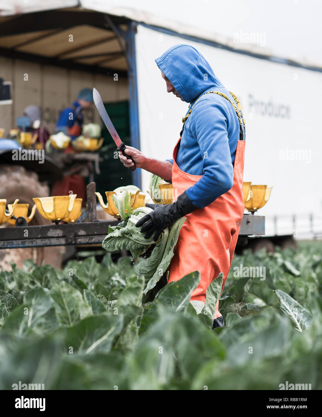 Eastern European farm workers in picking cauliflower in Corwall UK ...