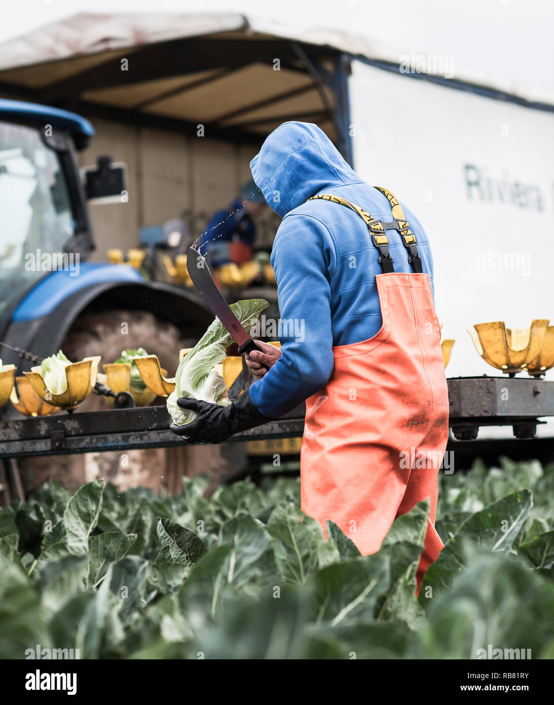 Eastern European farm workers in picking cauliflower in Corwall UK ...
