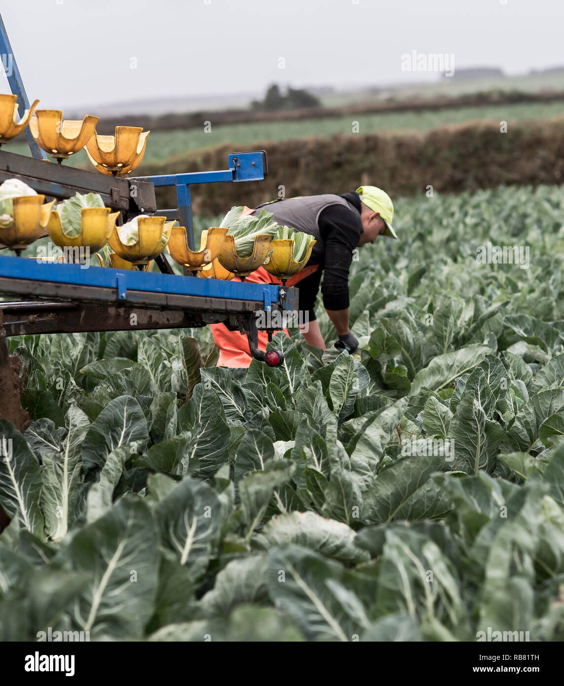 Eastern European farm workers in picking cauliflower in Corwall UK ...