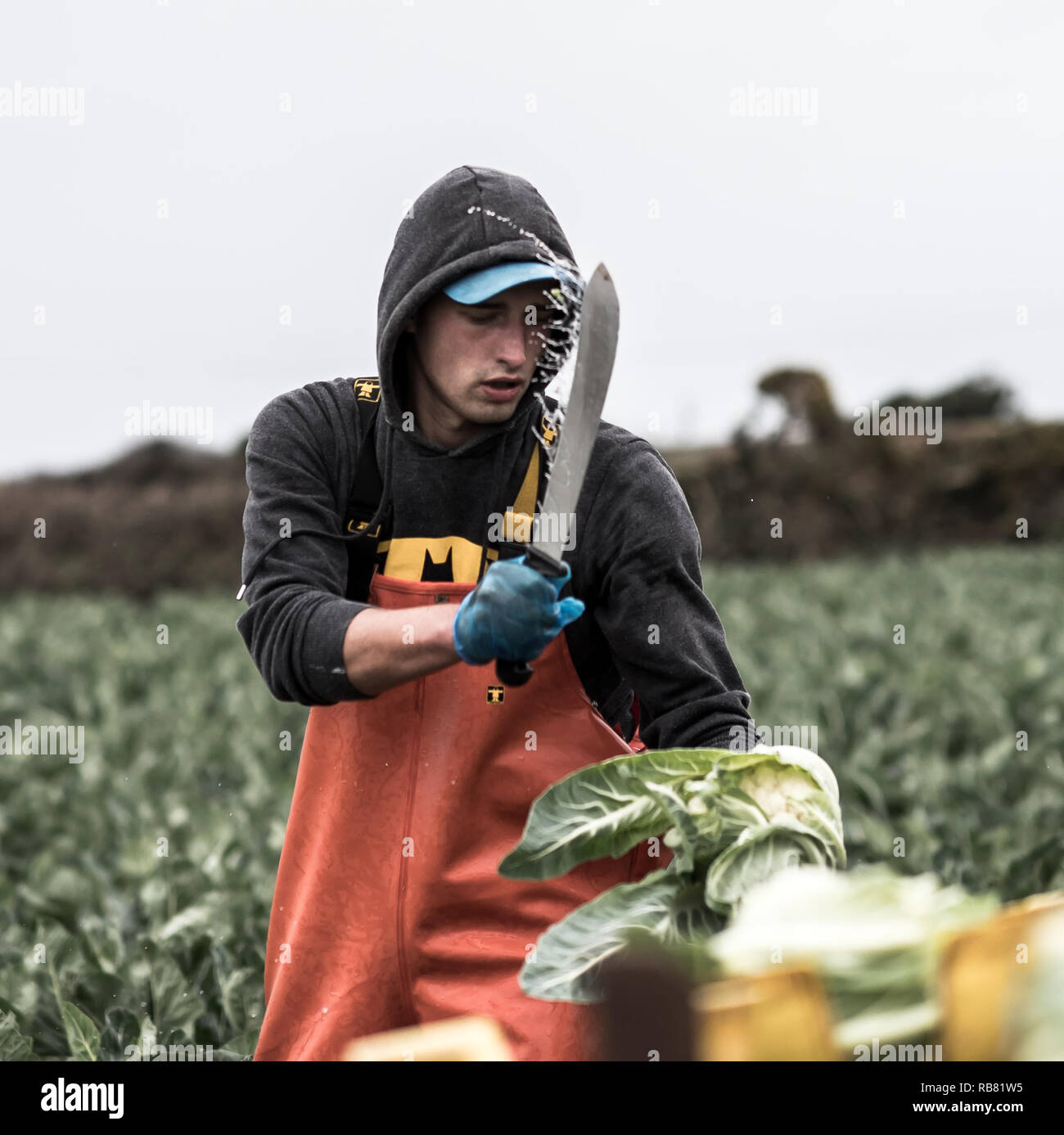 Eastern European farm workers in picking cauliflower in Corwall UK ...
