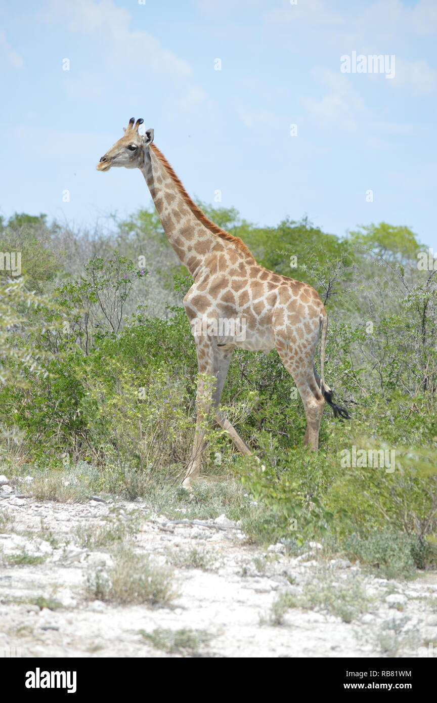 Little giraffe hi-res stock photography and images - Alamy