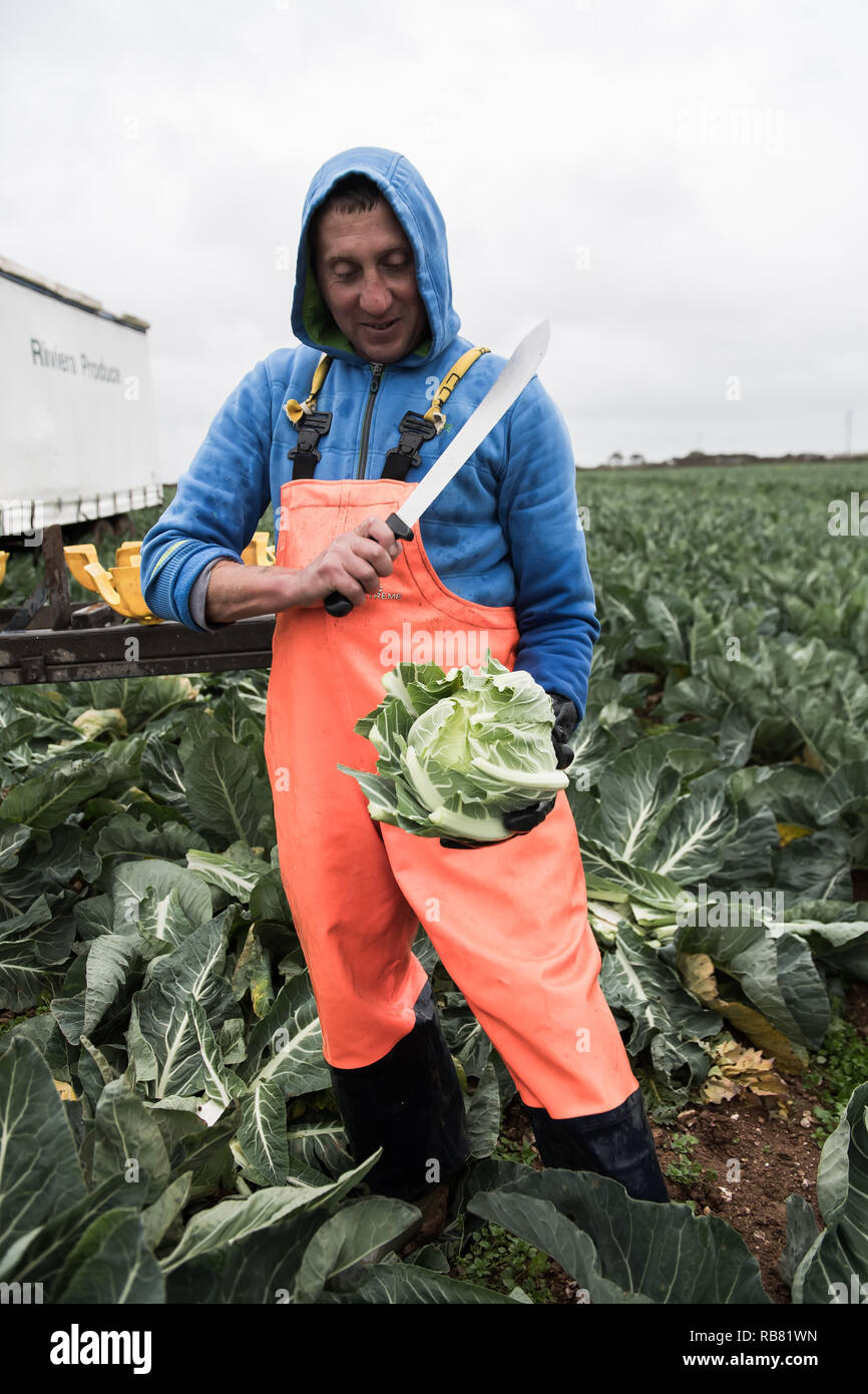 Eastern European farm workers in the UK Stock Photo - Alamy
