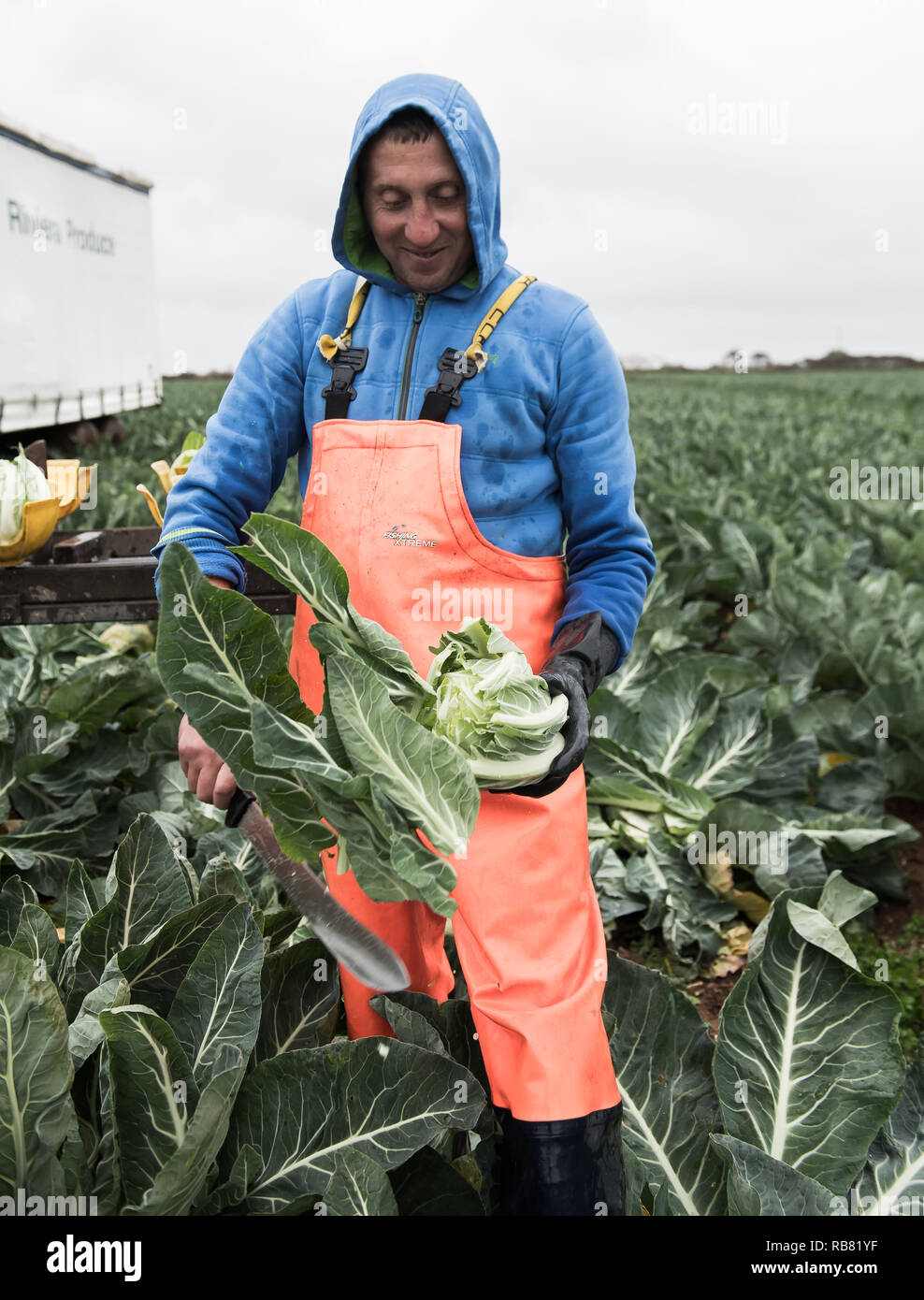 Eastern European farm workers in picking cauliflower in Corwall UK ...