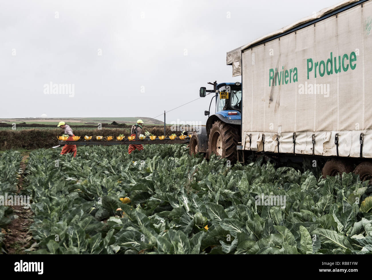 Eastern European farm workers in picking cauliflower in Corwall UK ...