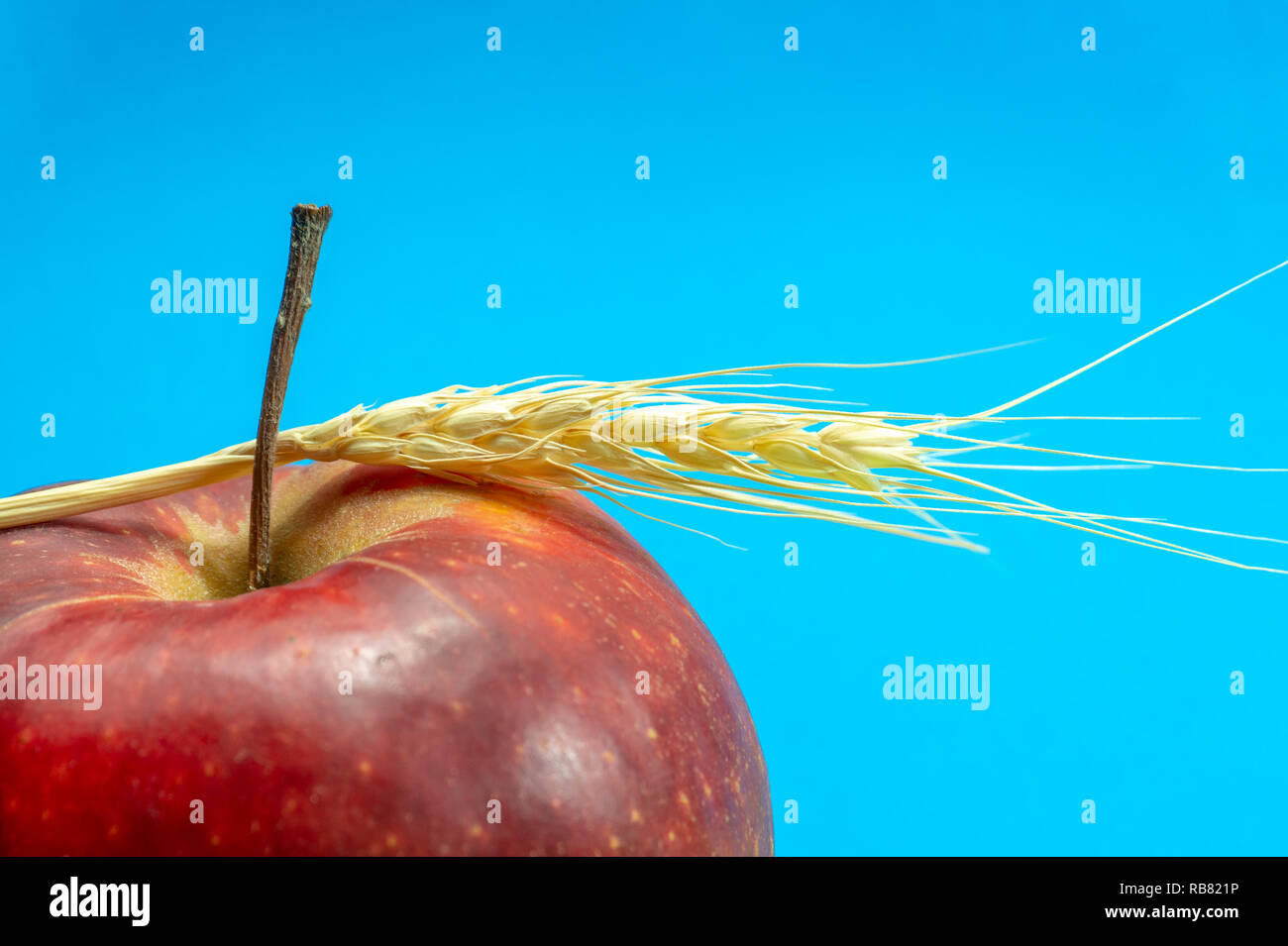Red apple and ear of rye wheat on a bright blue background. Color ...