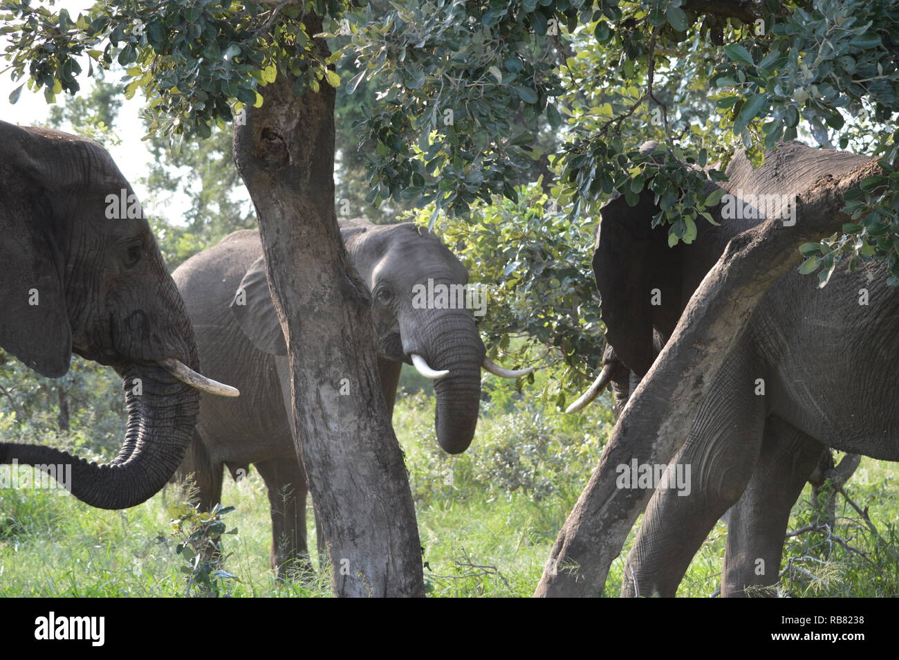 Elephants around a tree in Africa Stock Photo - Alamy