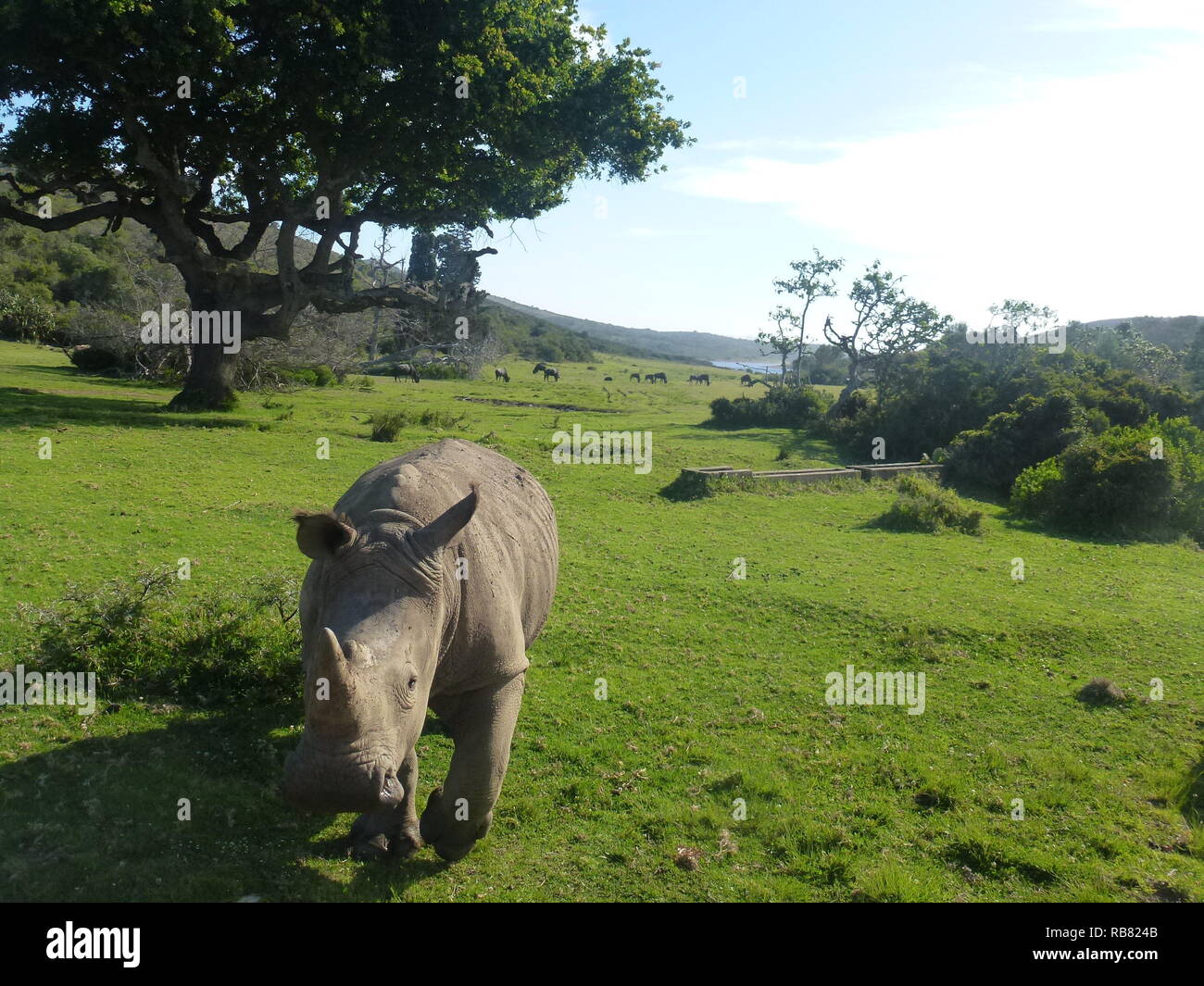 Rhino in beautiful surrounding Stock Photo - Alamy