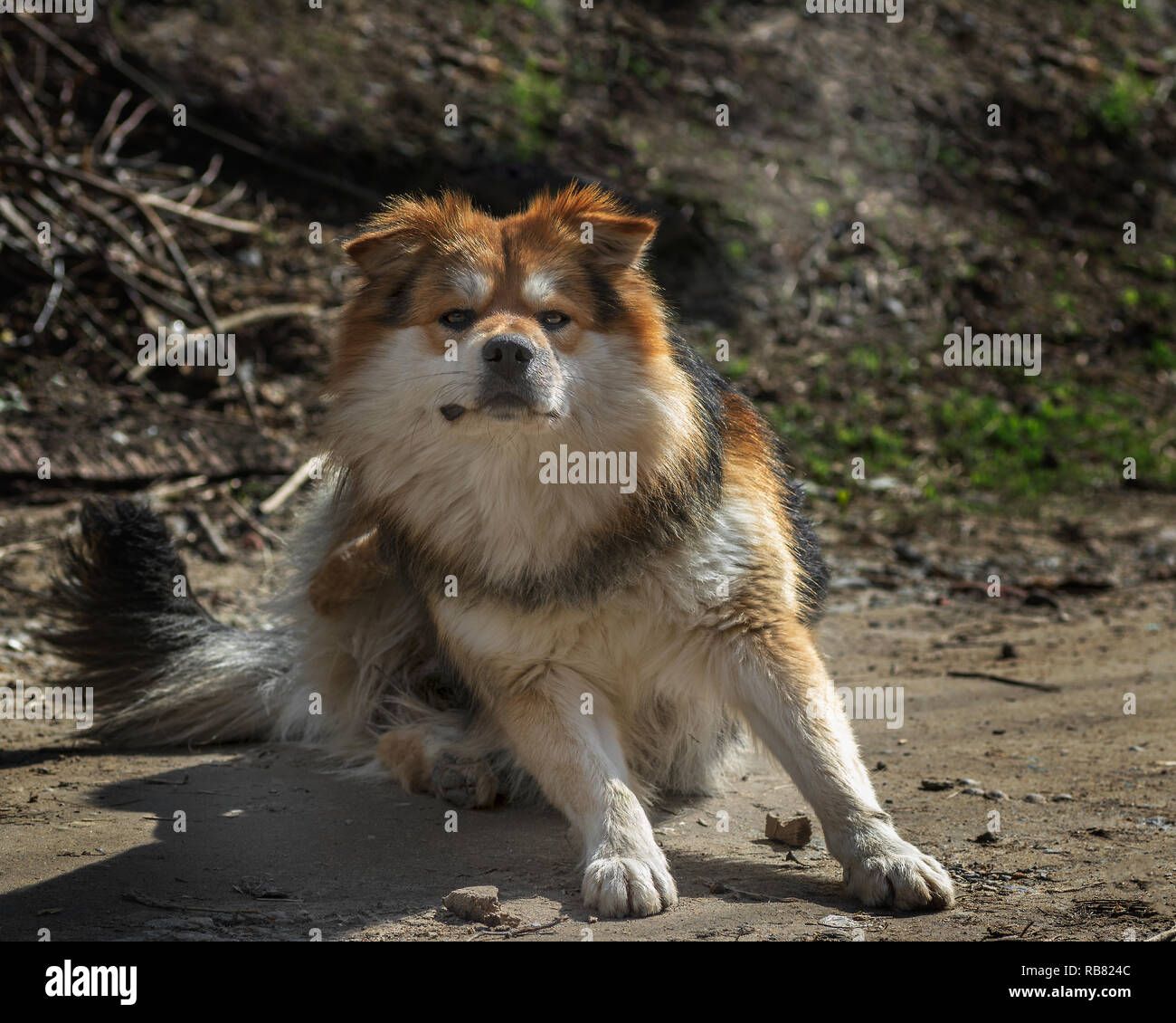 Scratching behind the ear hi-res stock photography and images - Alamy