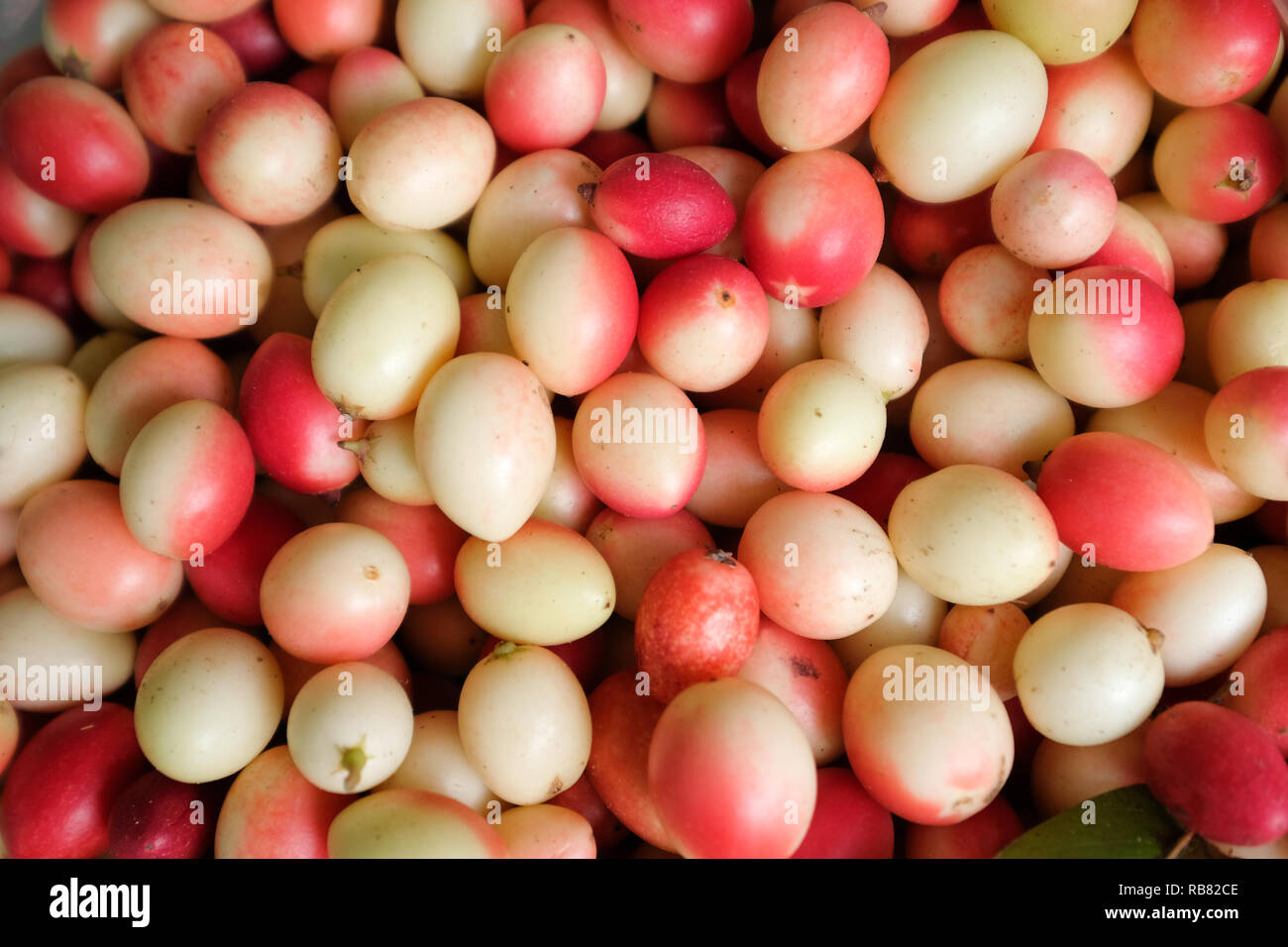 Carissa carandas or karanda fruit that is used as a condiment. Also ...