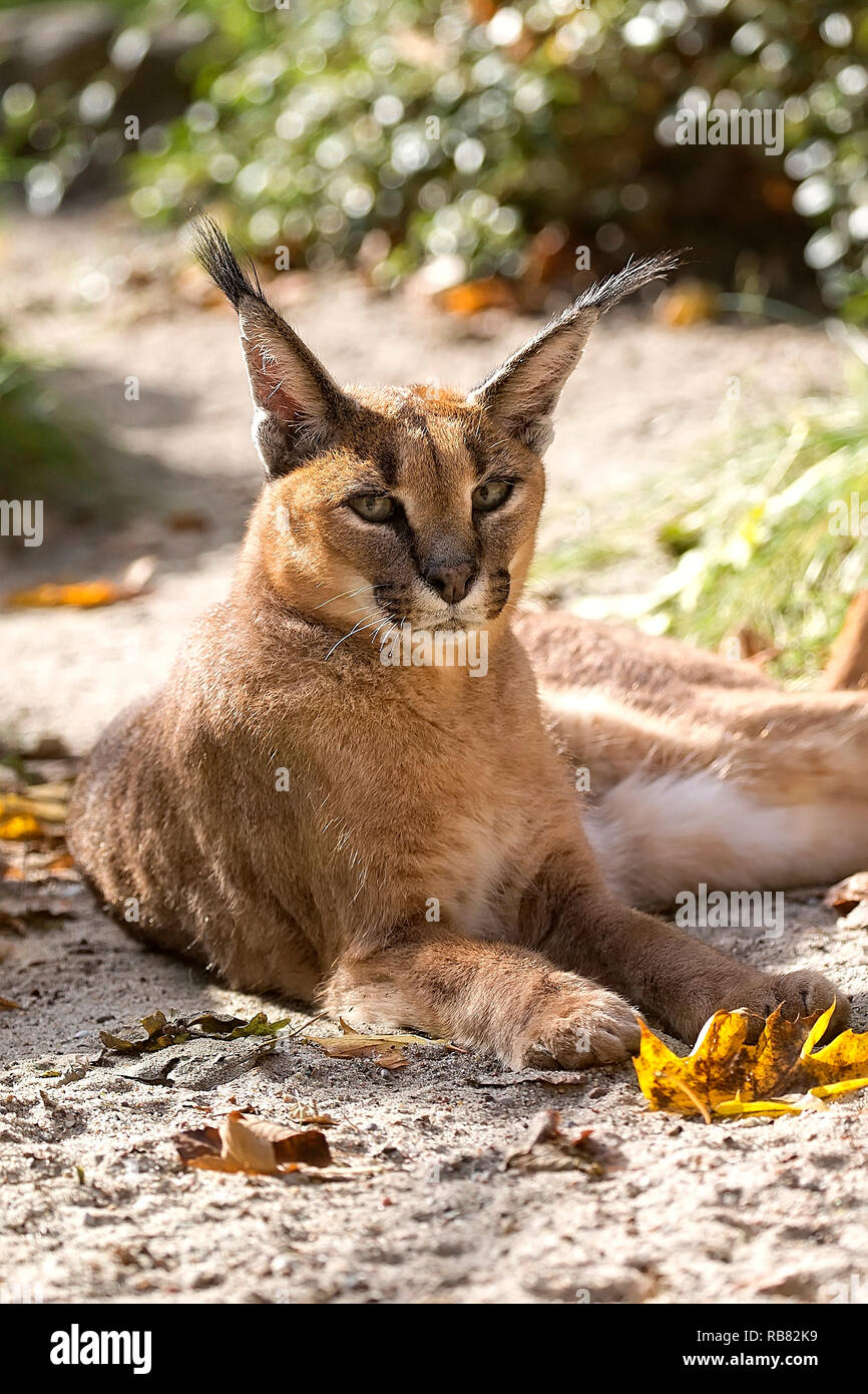 Caracal caracal caracal portrait hi-res stock photography and images ...