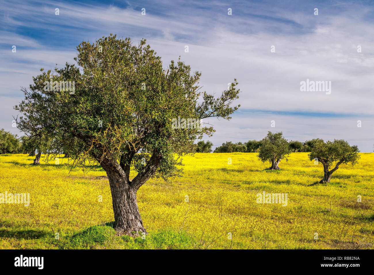 Olive trees and spring flowers hi-res stock photography and images - Alamy