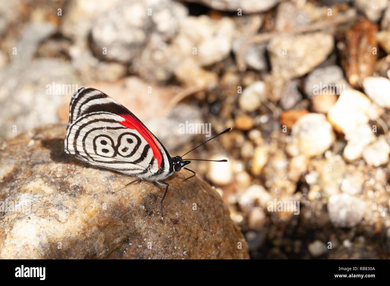 Eighty eight butterfly hi-res stock photography and images - Alamy
