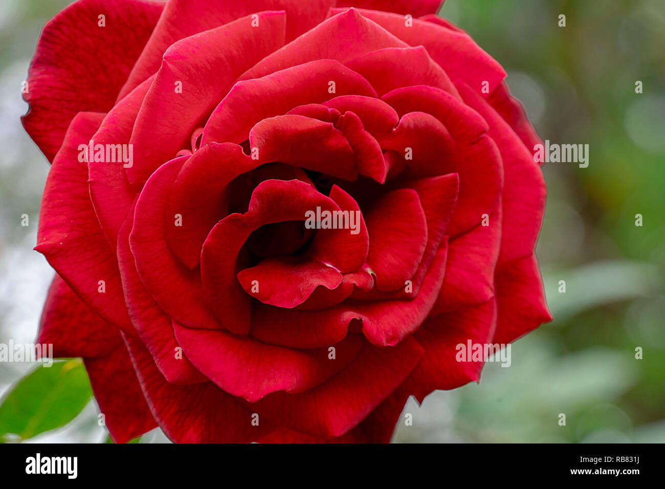 Fibonacci Sequence Rose Fibonacci Rose Hi Res Stock Photography And