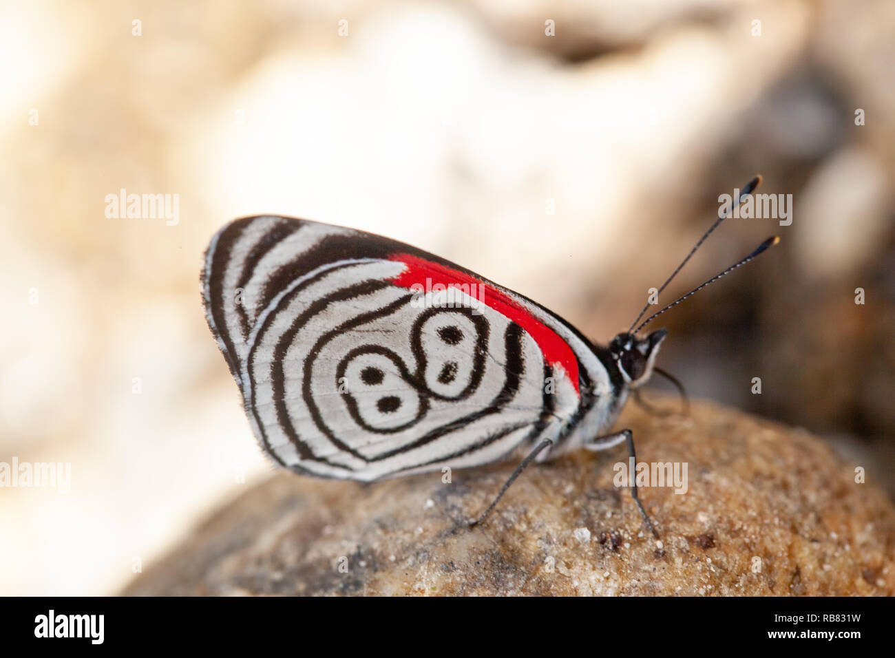Beautiful butterfly diaethria also called 88 Stock Photo - Alamy