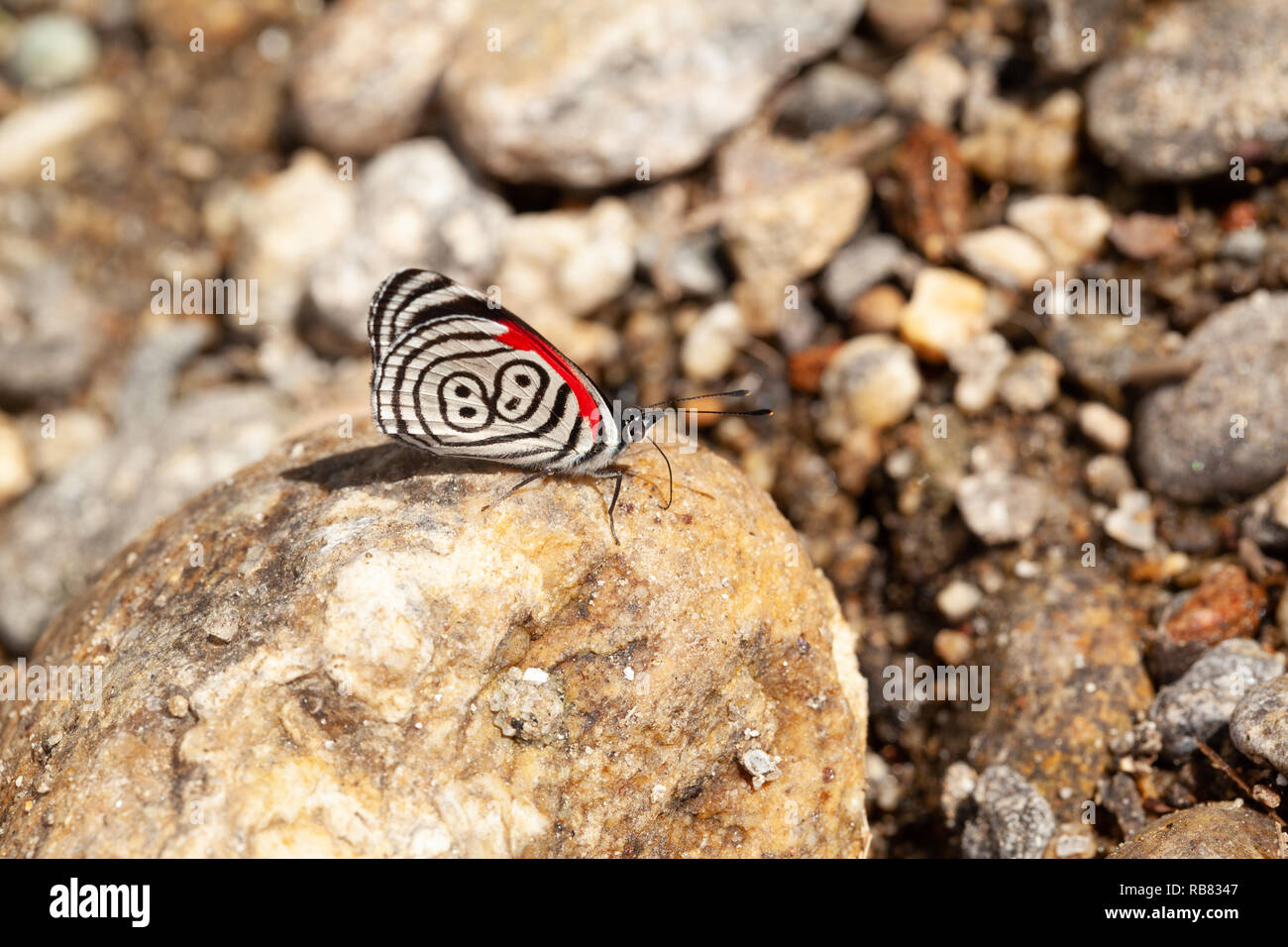 Diaethria Anna Anna Stock Photos & Diaethria Anna Anna Stock Images - Alamy