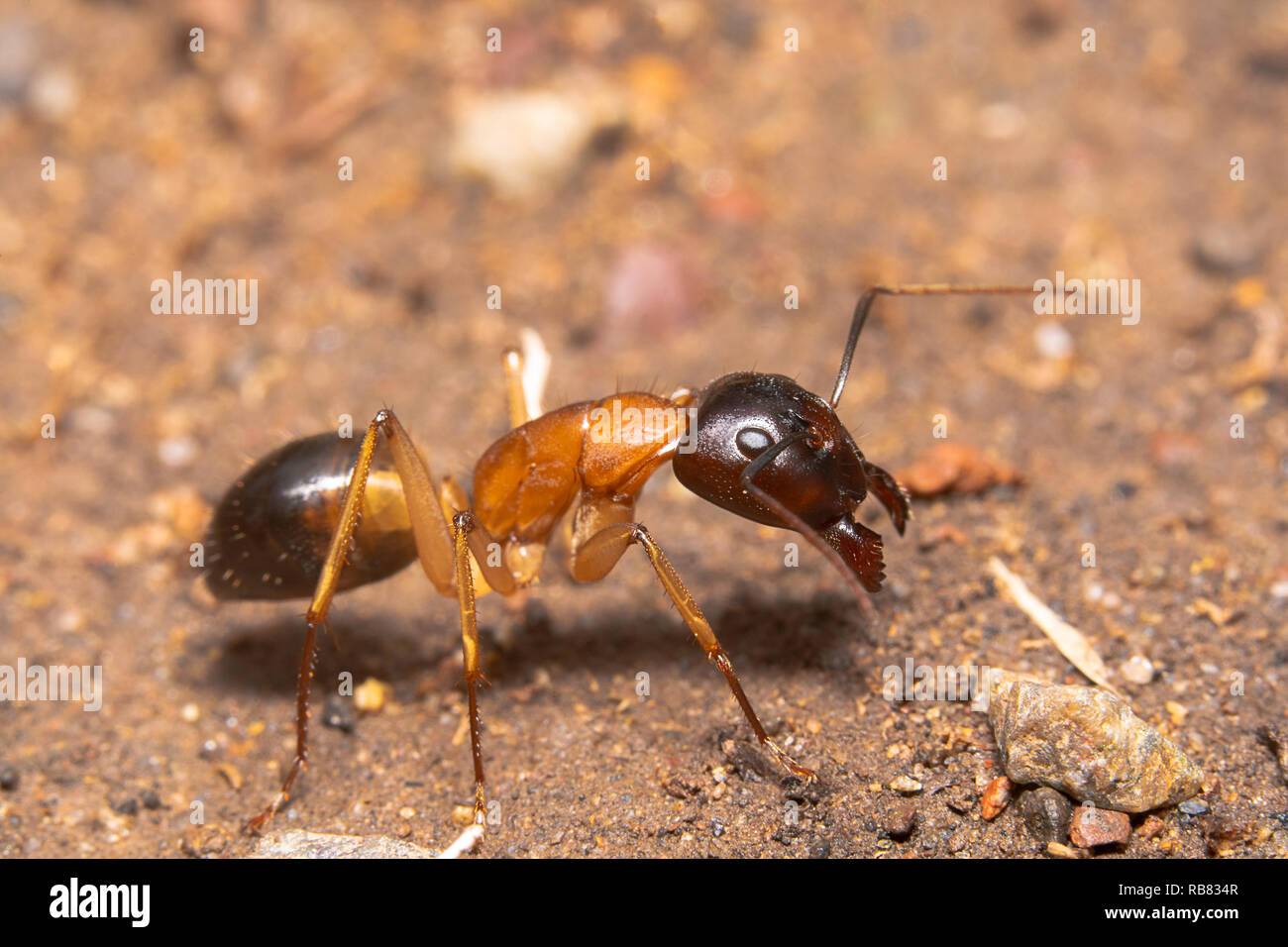 brown sugar ant, Scientific name: Camponotus nigriceps Stock Photo - Alamy