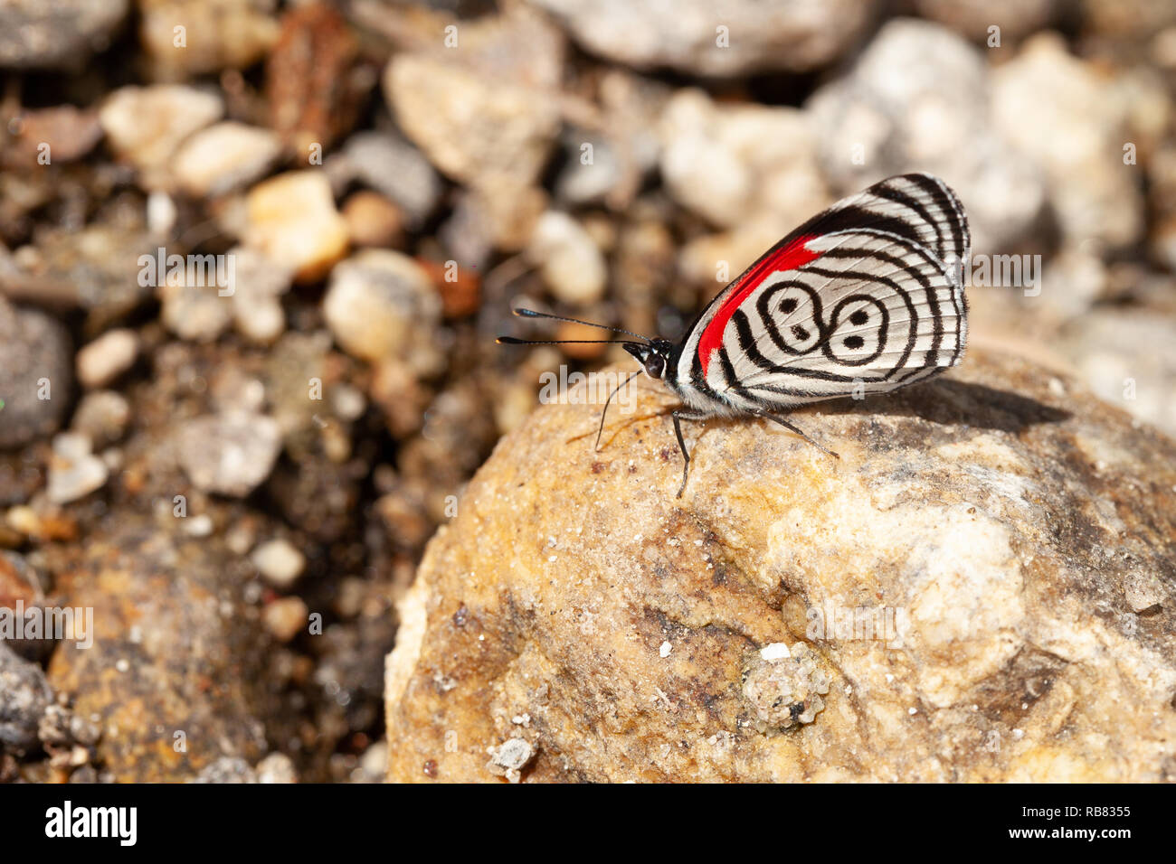 Eighty Eight Butterfly High Resolution Stock Photography and Images - Alamy