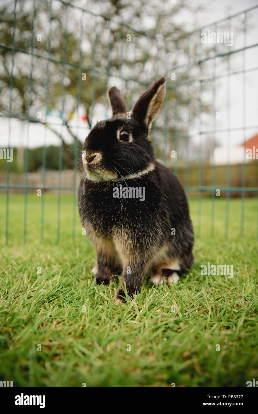 Trapped rabbit hi-res stock photography and images - Alamy