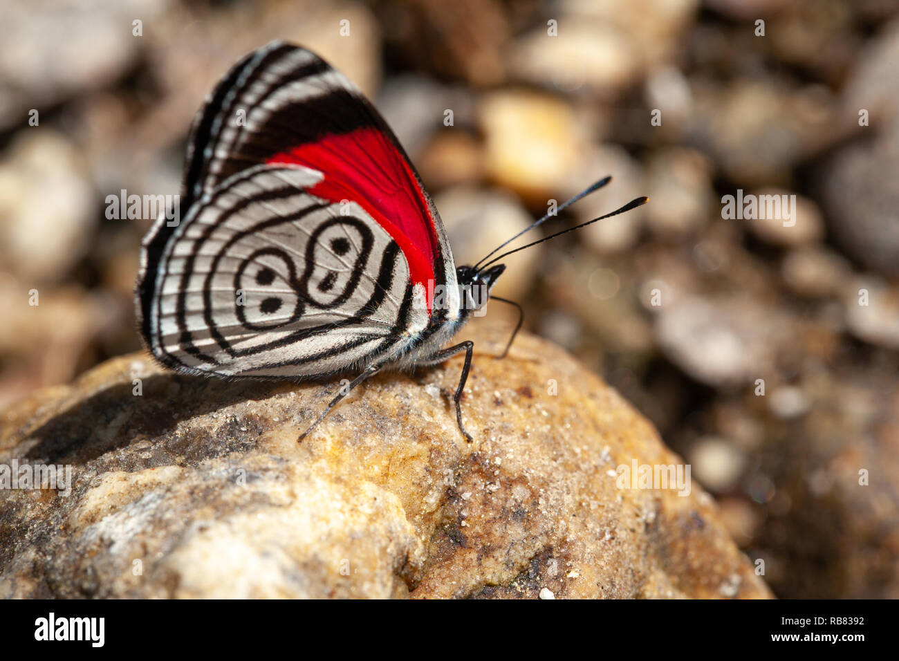 Eighty Eight Butterfly High Resolution Stock Photography and Images - Alamy