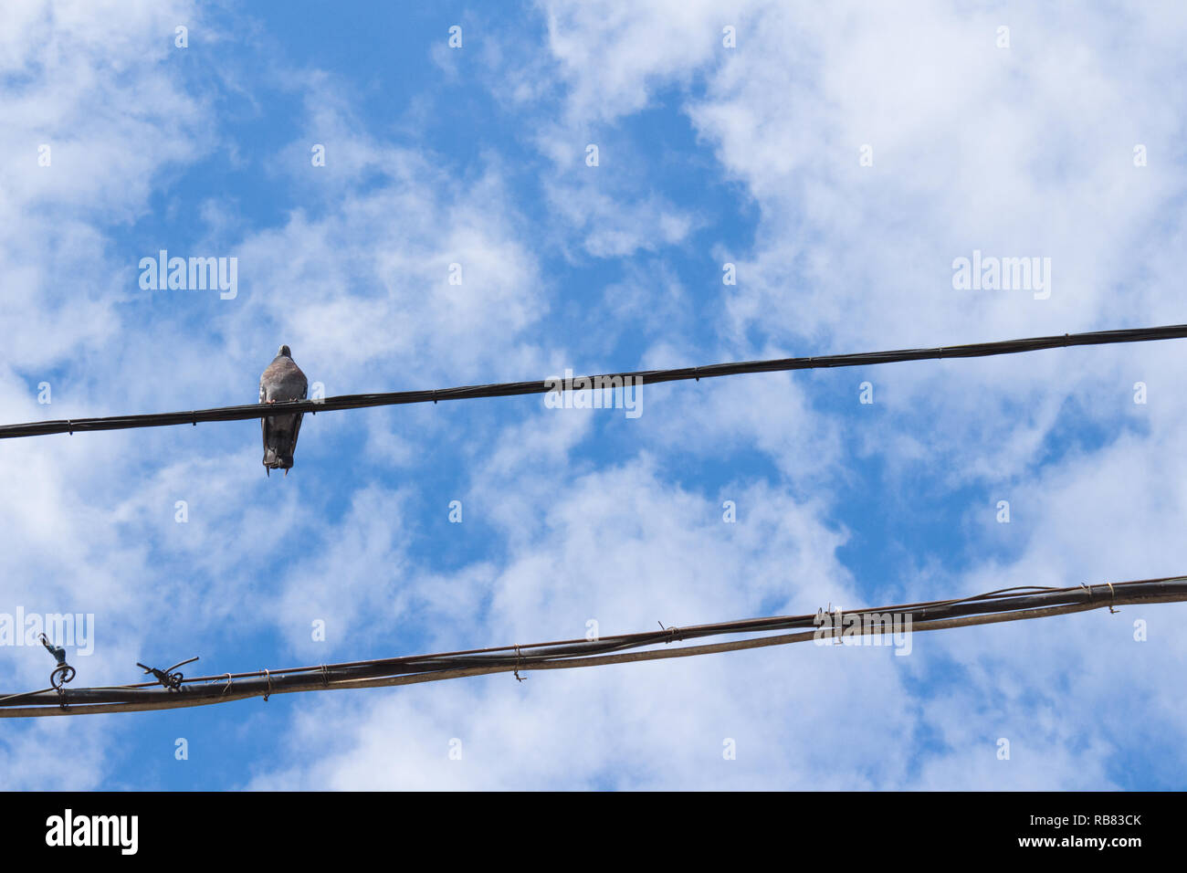 Dove on wire Stock Photo - Alamy