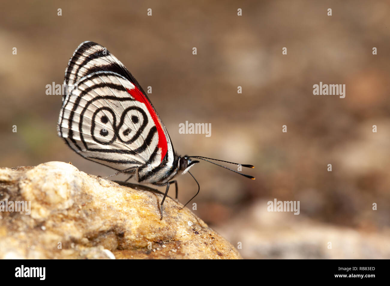 Eighty eight butterfly hi-res stock photography and images - Alamy