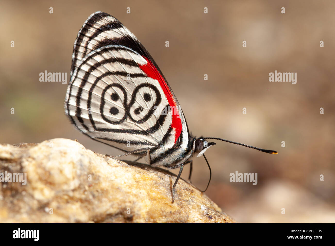 Eighty eight butterfly hi-res stock photography and images - Alamy