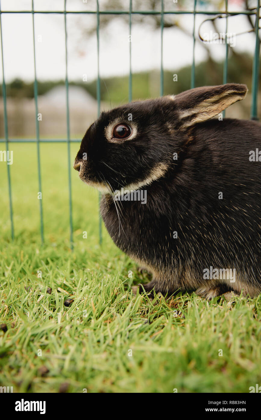 Trapped rabbit hi-res stock photography and images - Alamy