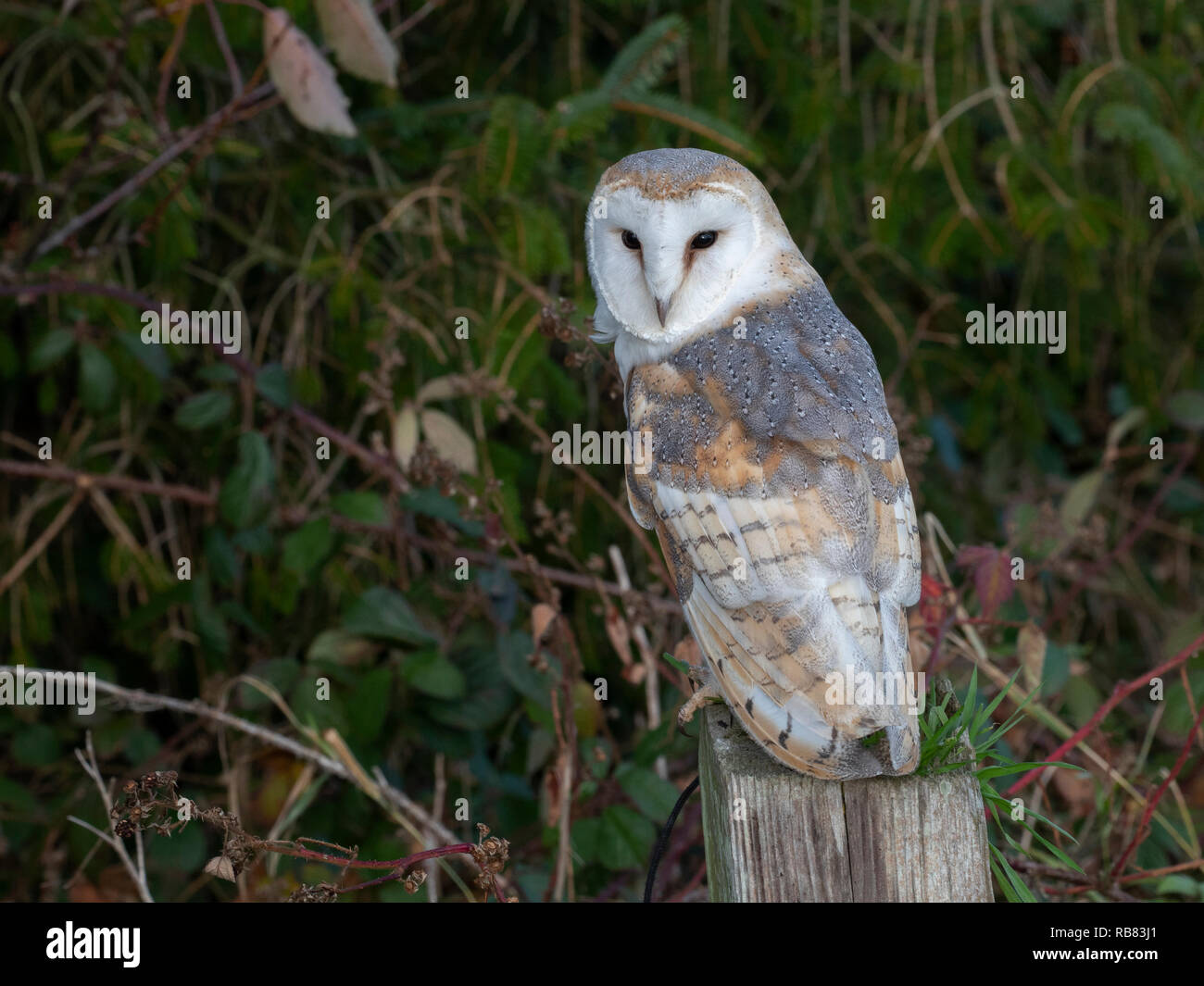 Owl looking backwards hi-res stock photography and images - Alamy