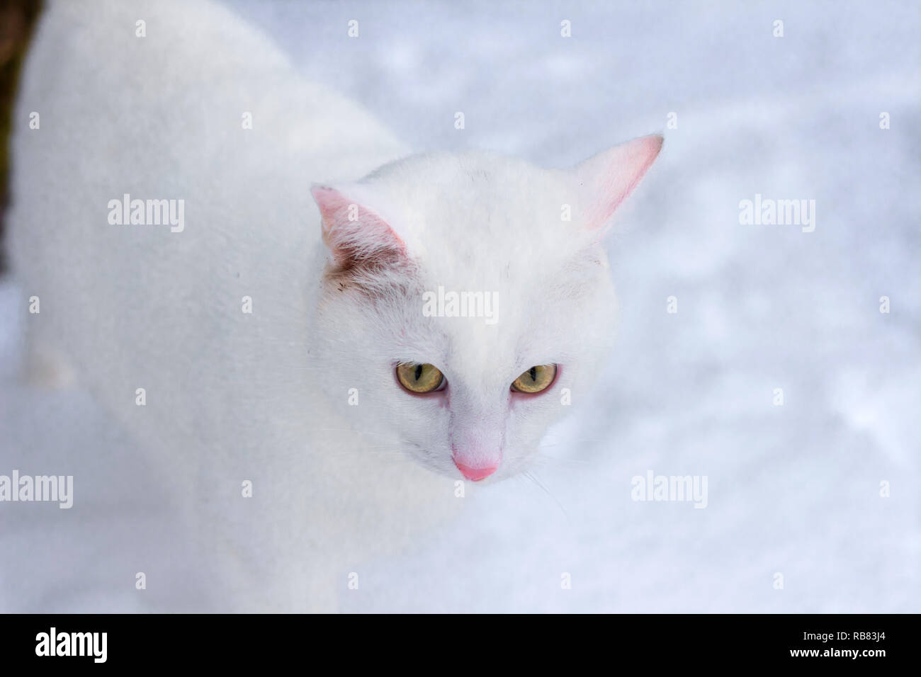 Wild cat blue eyes close up hi-res stock photography and images - Alamy
