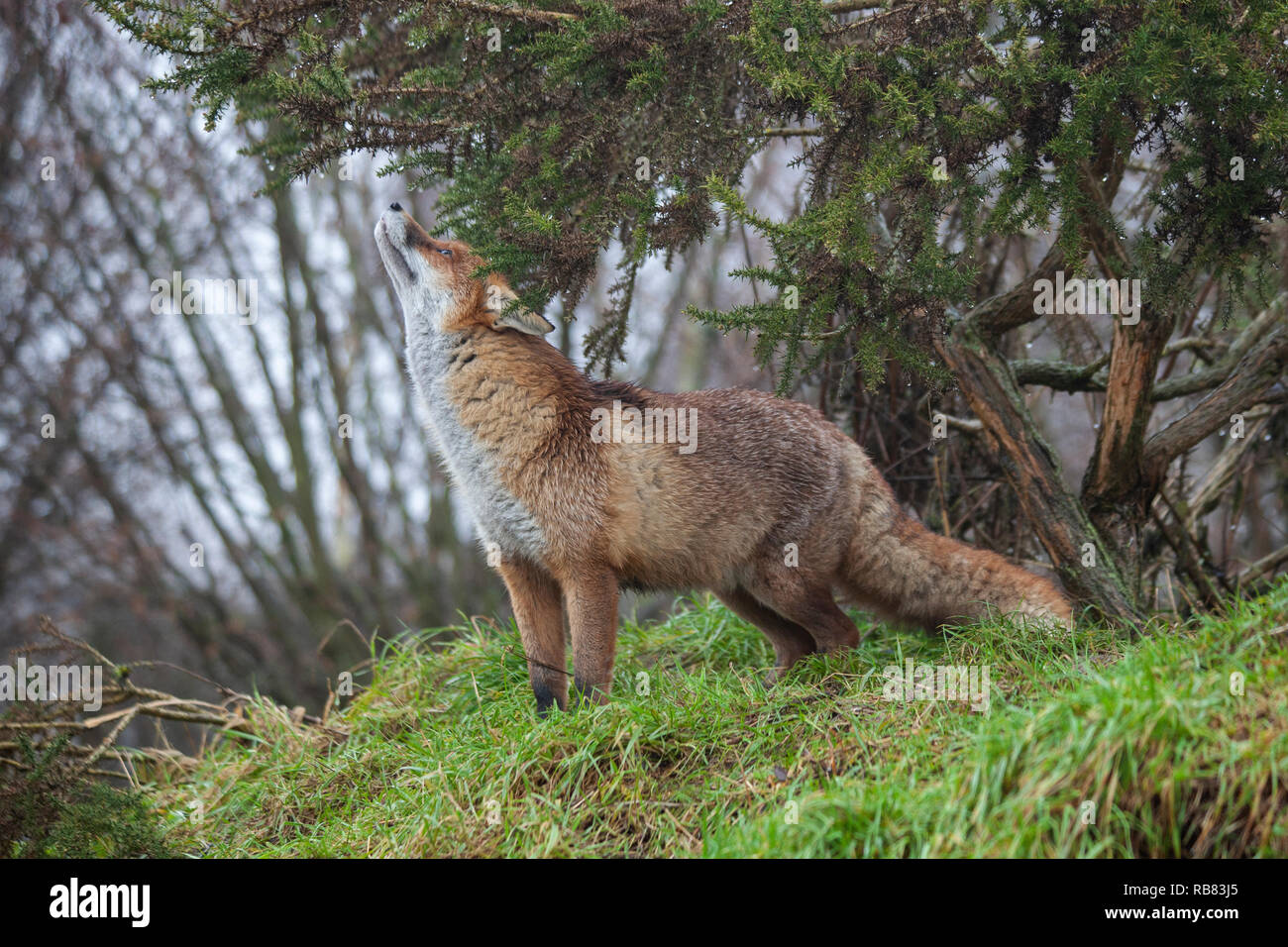 Red Fox sniffing the air Stock Photo - Alamy