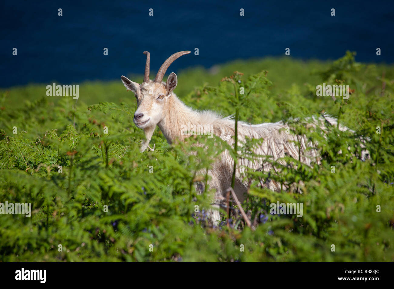 The sea goat hi-res stock photography and images - Alamy