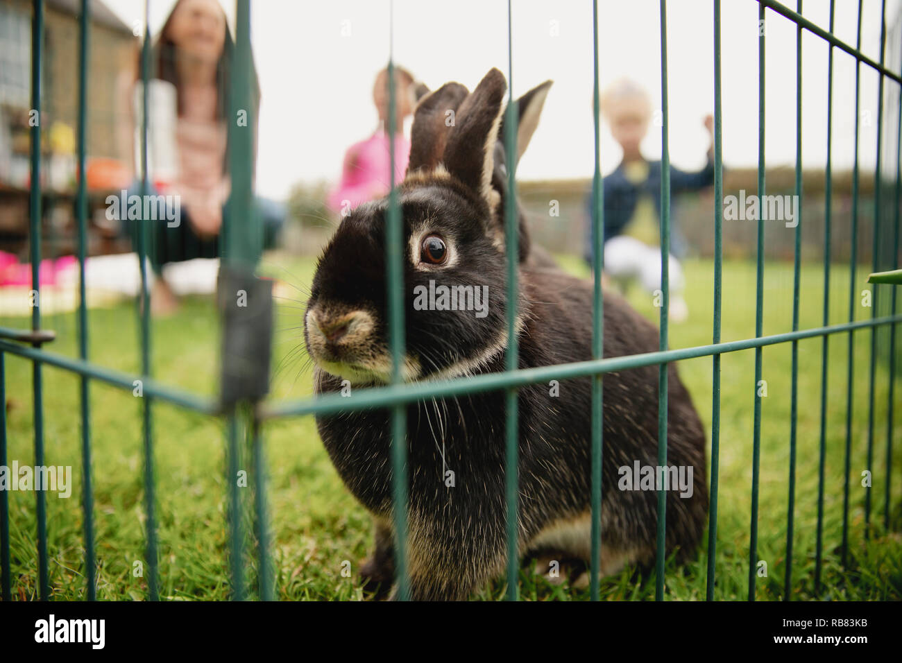 Rabbit catching hi-res stock photography and images - Alamy