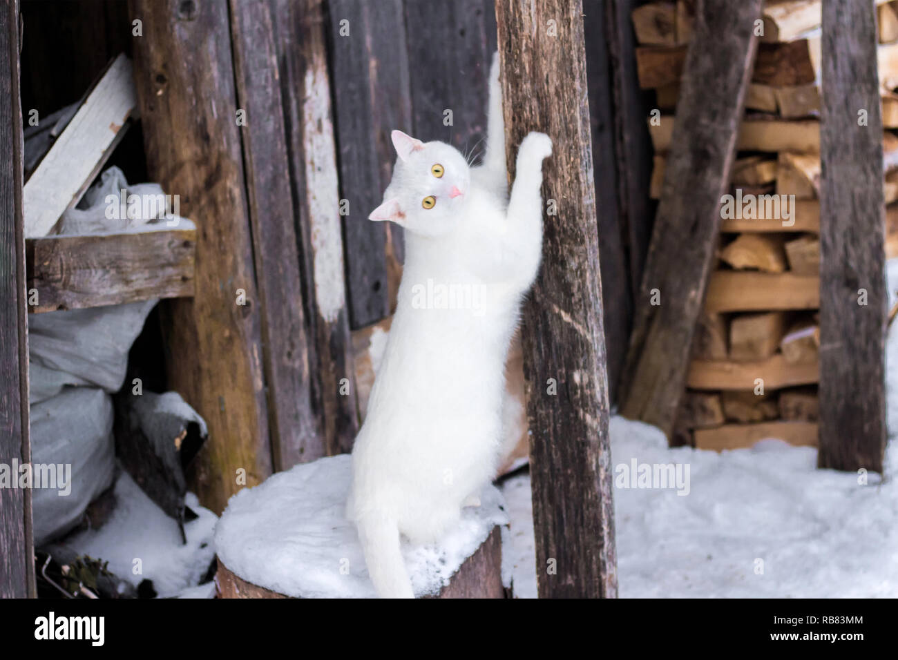 Cat sharpens claws in winter Stock Photo - Alamy