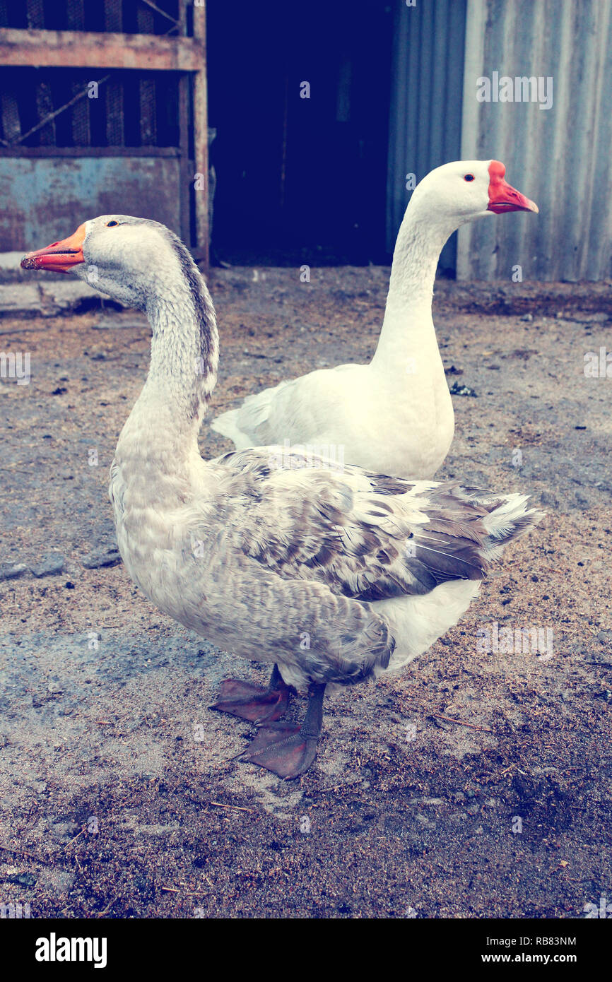 Two domestic goose looking in different directions. Vertical toned ...