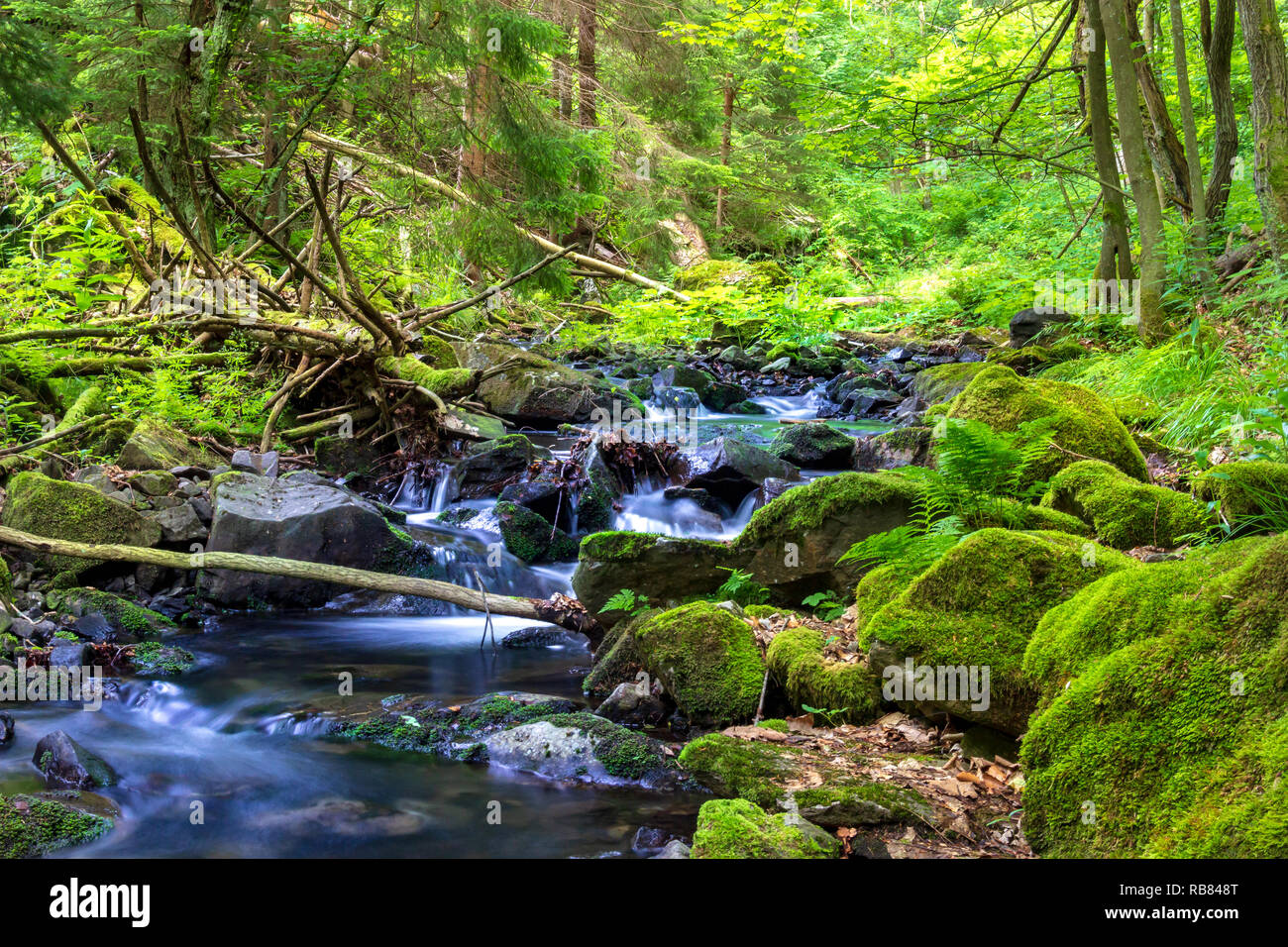 Walk through forest river hi-res stock photography and images - Alamy