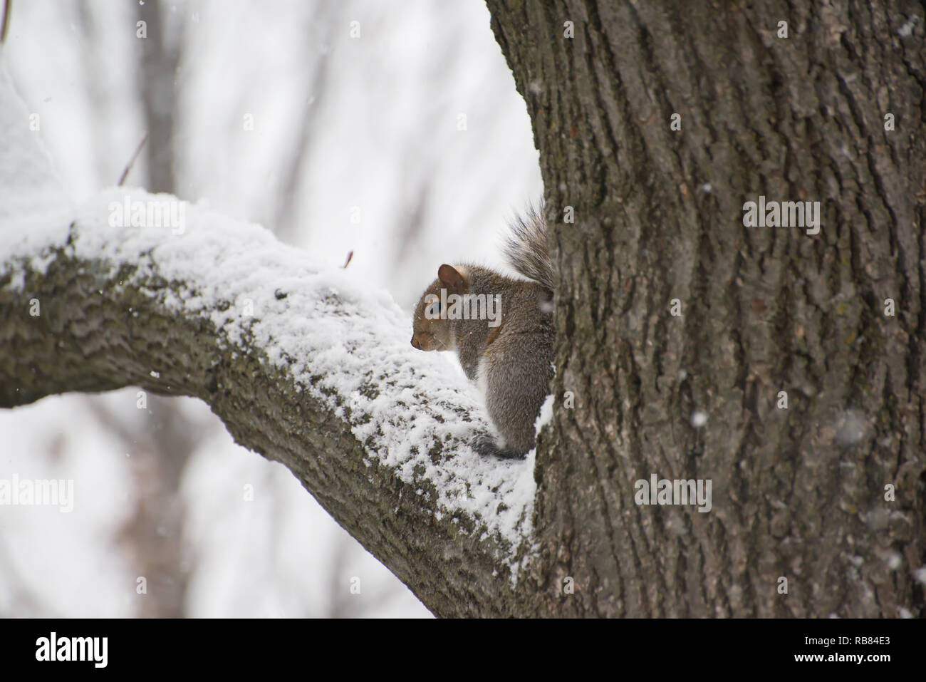 Adorable squirrel on tree hi-res stock photography and images - Alamy