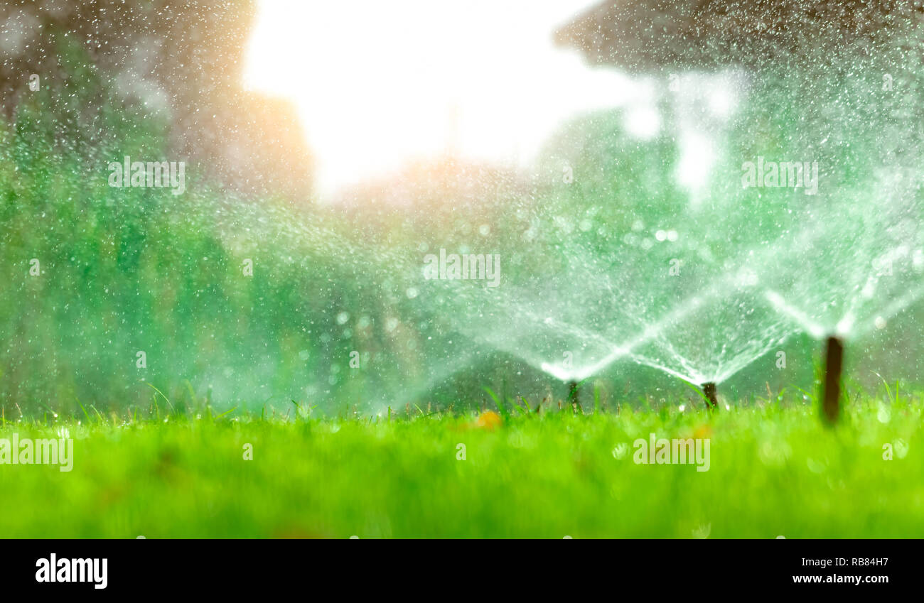 Automatic lawn sprinkler watering green grass. Sprinkler with automatic ...