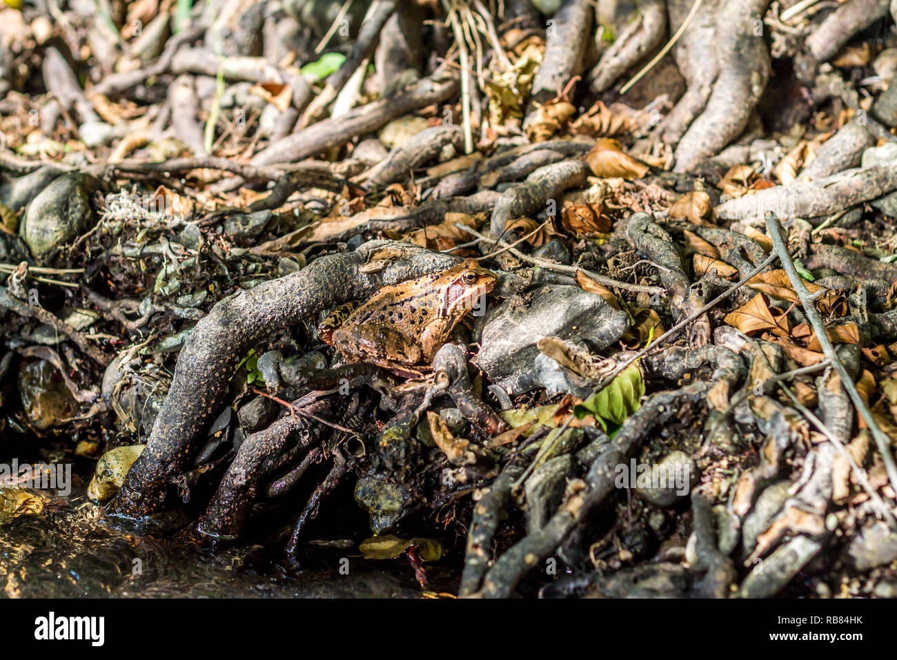 Yellow frog hiding and blending in with the ground Stock Photo - Alamy