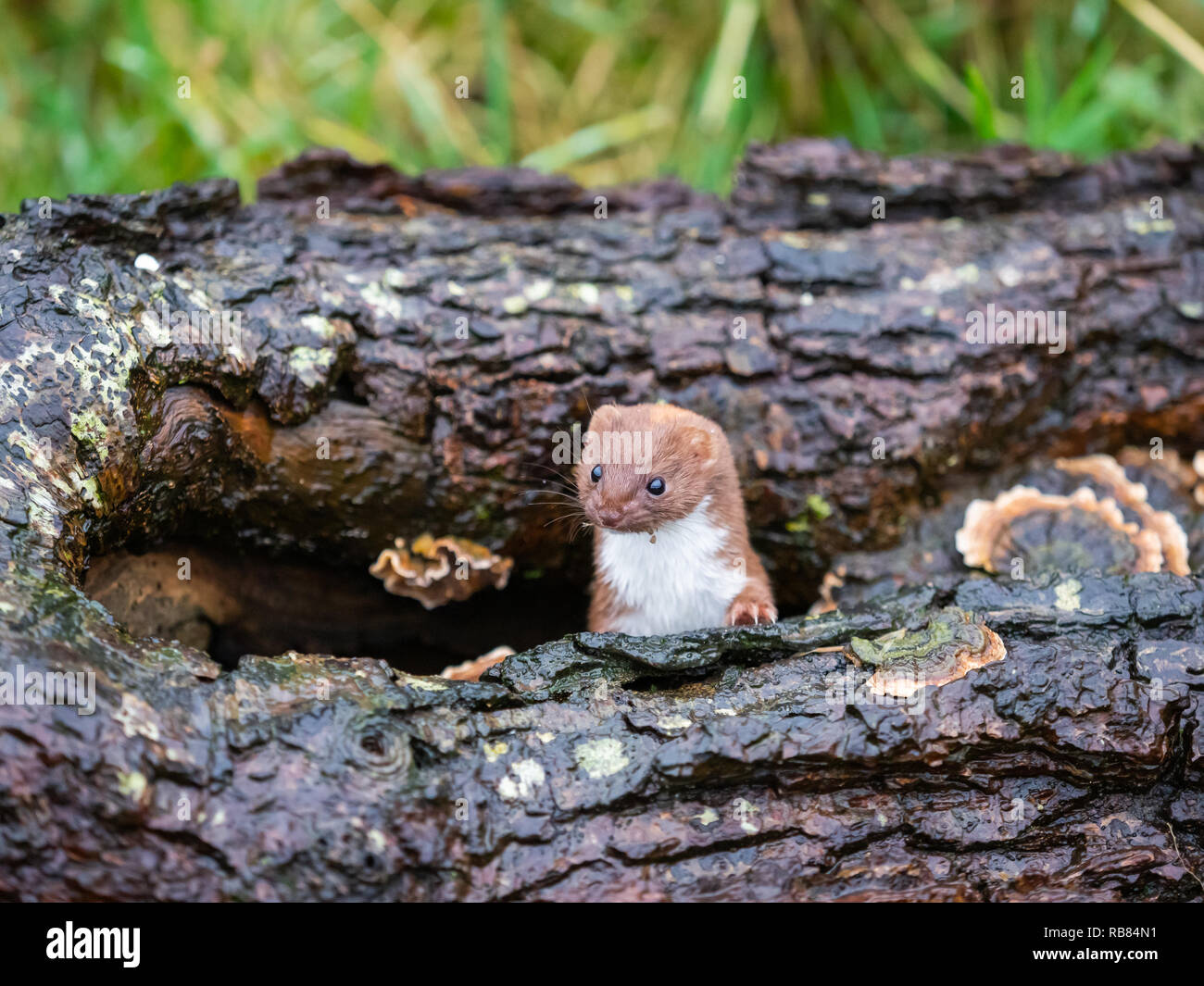 Weasel or Least weasel (mustela nivalis Stock Photo - Alamy