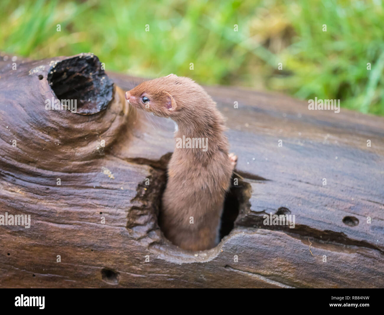 Weasel or Least weasel (mustela nivalis Stock Photo - Alamy