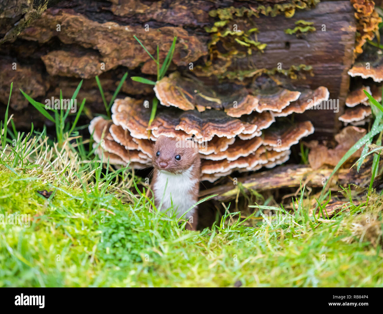 Weasel or Least weasel (mustela nivalis Stock Photo - Alamy