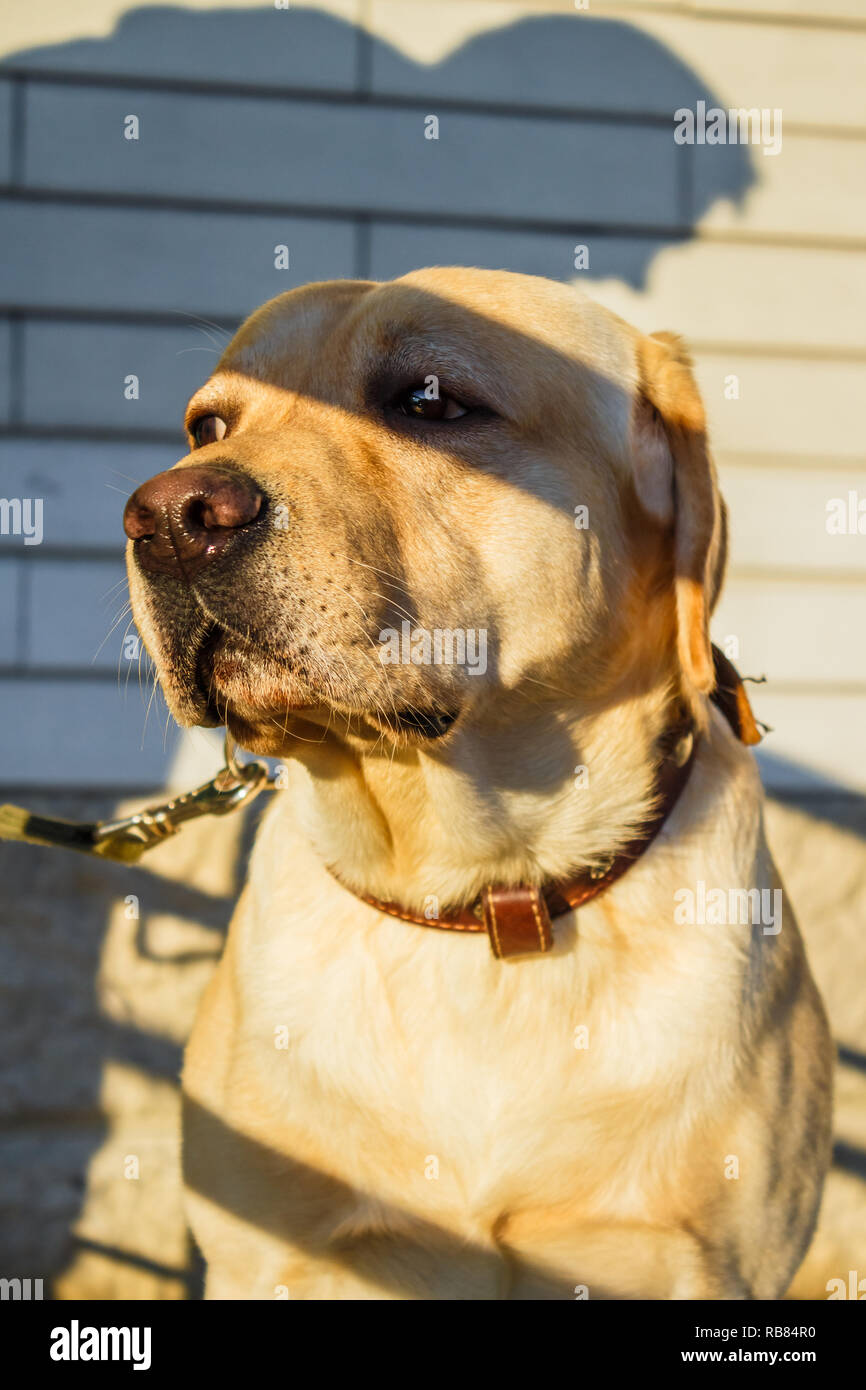 Golden retriever face hi-res stock photography and images - Alamy
