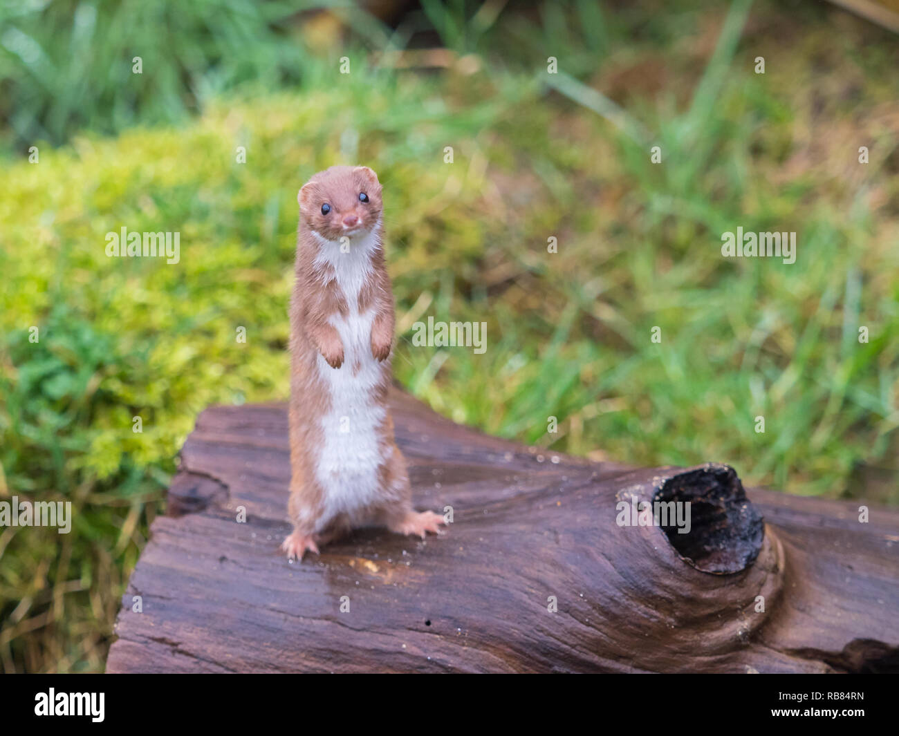 Weasel or Least weasel (mustela nivalis Stock Photo - Alamy
